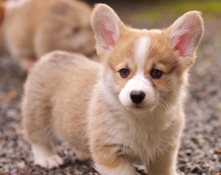 Corgi - Corgi